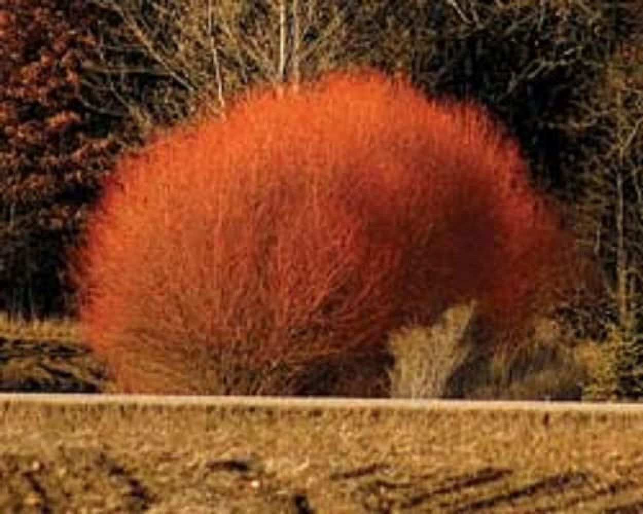Red Flame Willow Trees - Burning Bush - Fast Growing and Stunning Color ...