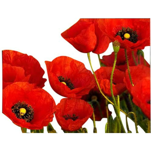 Red Flanders Poppy Seeds - Symbol of WWII - 50,000 Seeds C21 - Walmart.com