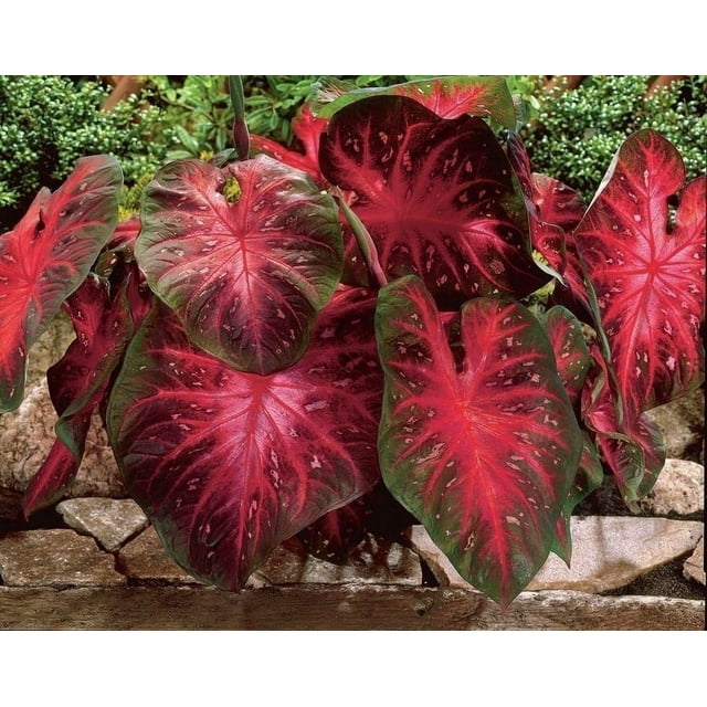 CZ Grain Red Flash Caladium Fancy Mix Bulbs (10 Count), Easy to Grow ...