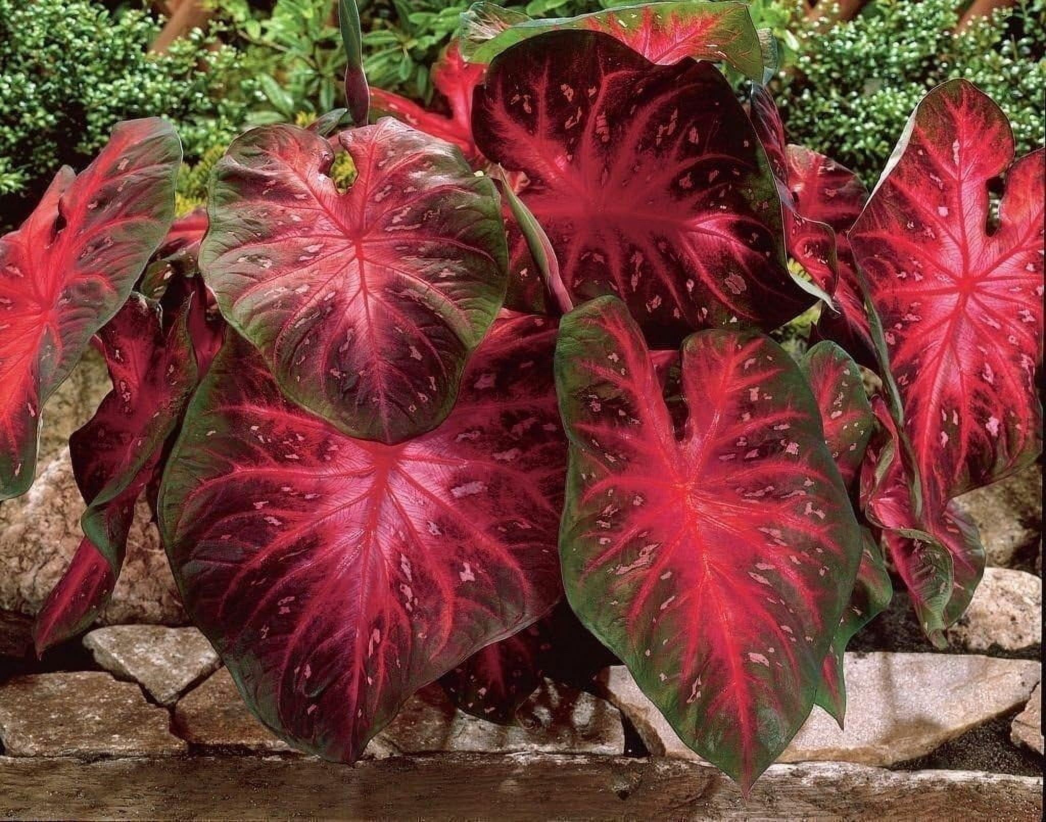 Red Flash Caladium Bulbs, Fancy Mix, Easy to Grow, Colorful Mix, (15 ...