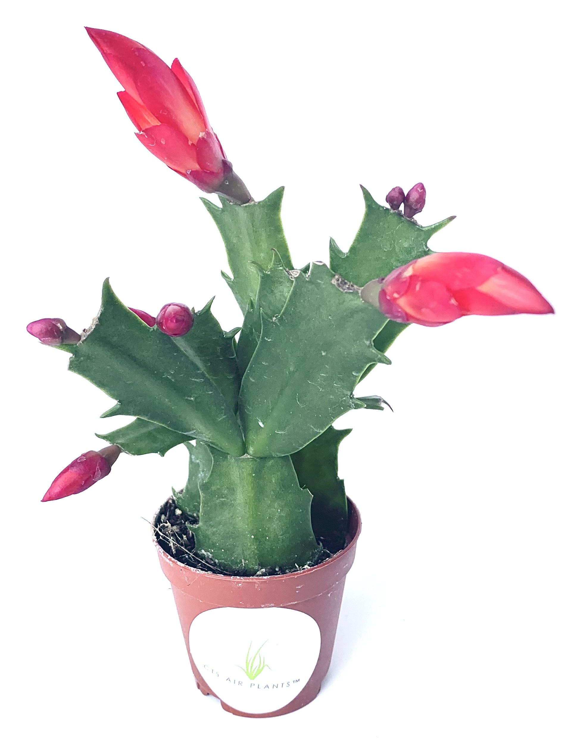 Red Flower Christmas Cactus Schlumbergera, 2" Pot - Walmart.com