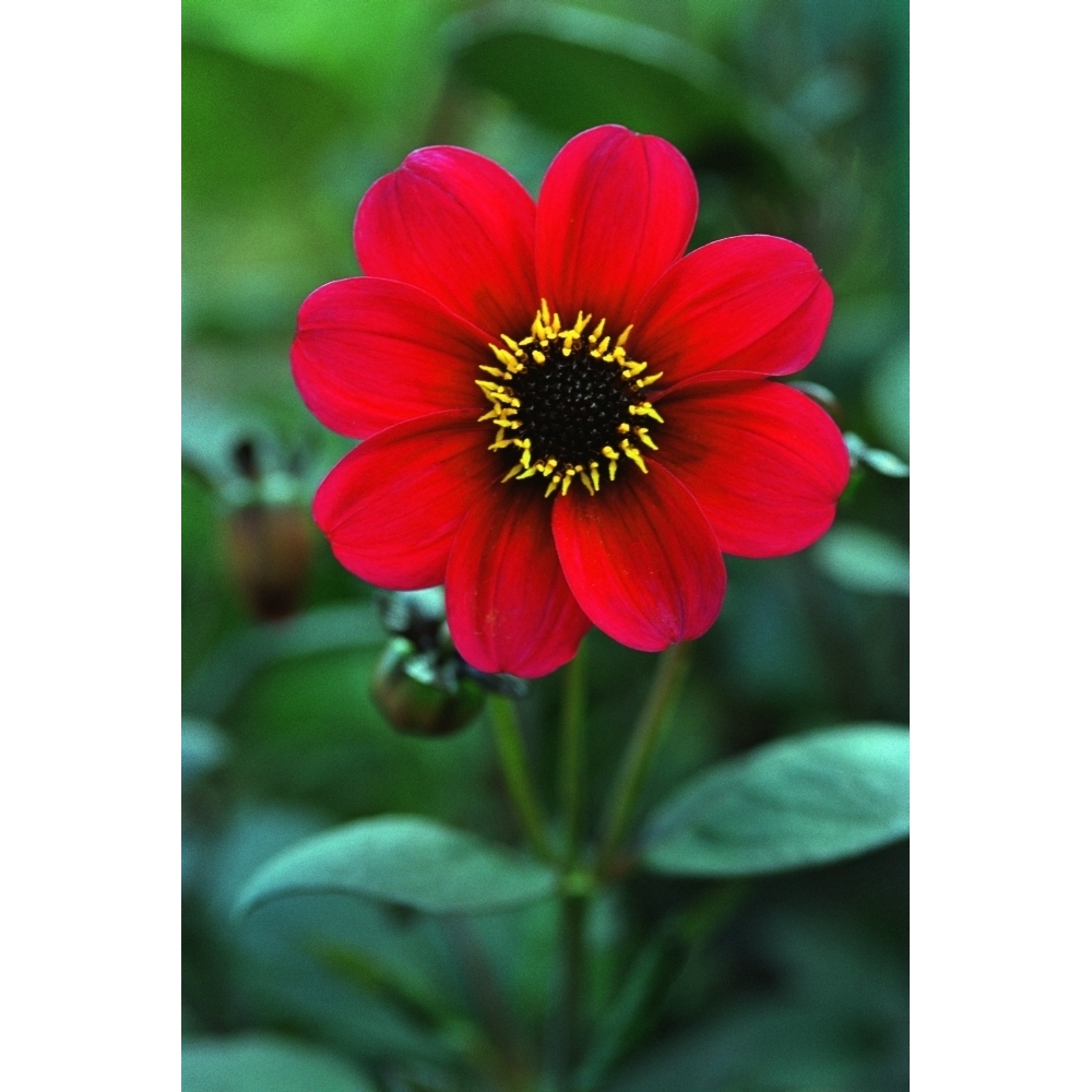 Red Flower Poster Print (22 x 34) - Walmart.com