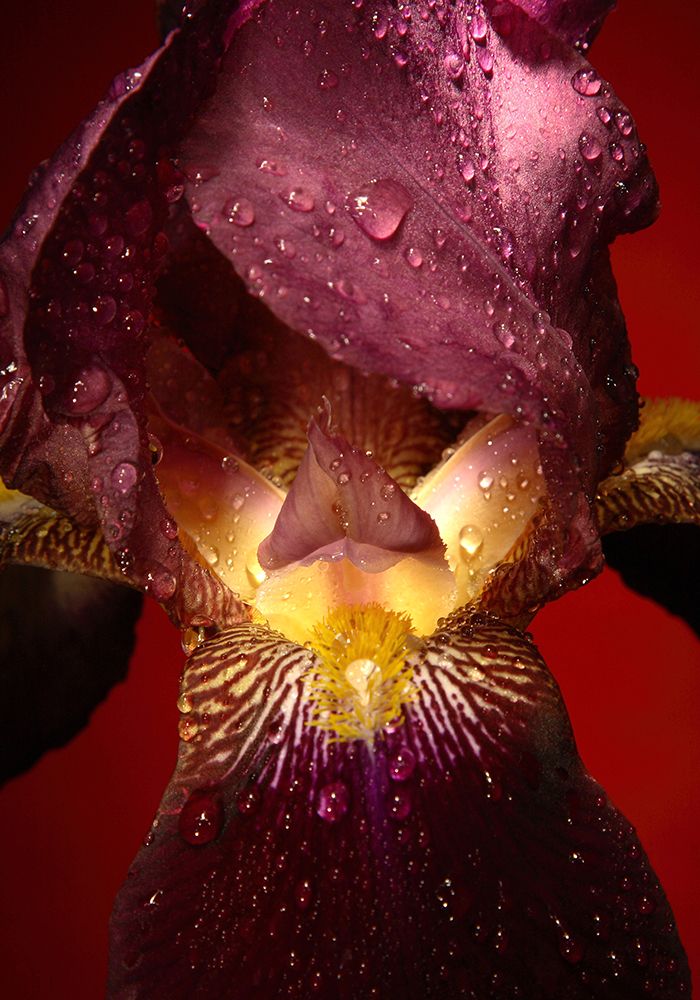 Red Flower Poster Print - Incado (24 x 36) - Walmart.com