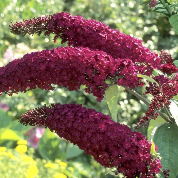 Red Flowering Butterfly Bush Buddleia Dormant Bare Root Deciduous ...