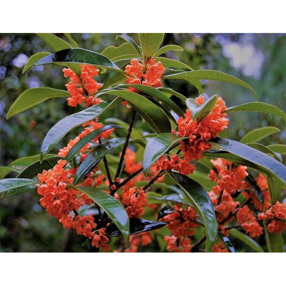 New Life Nursery & Garden, Red Flowering Fragrant Tea Olive Osmanthus ...