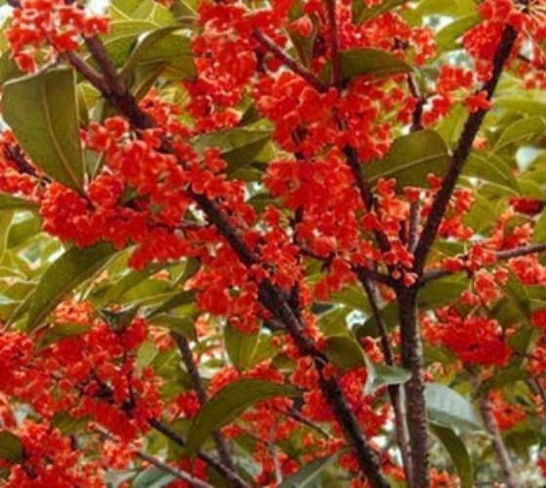 Red Flowering Fragrant Tea Olive ( osmanthus ) - Live Plant - Trade ...