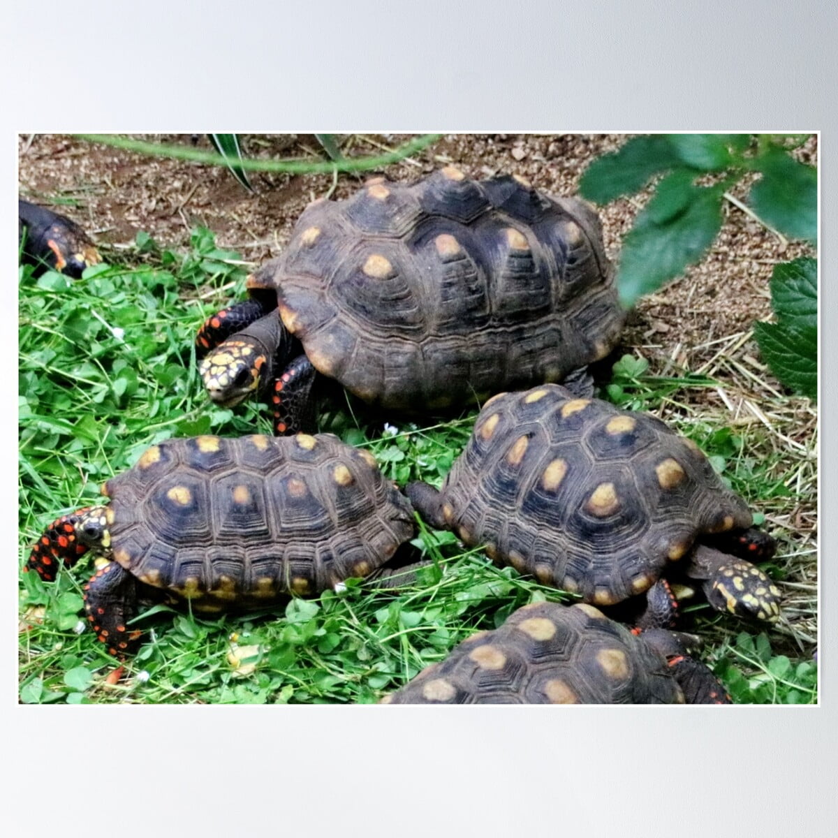 Red Footed Tortoise Poster Wall Art, Modern Wall Decor For Living Room ...