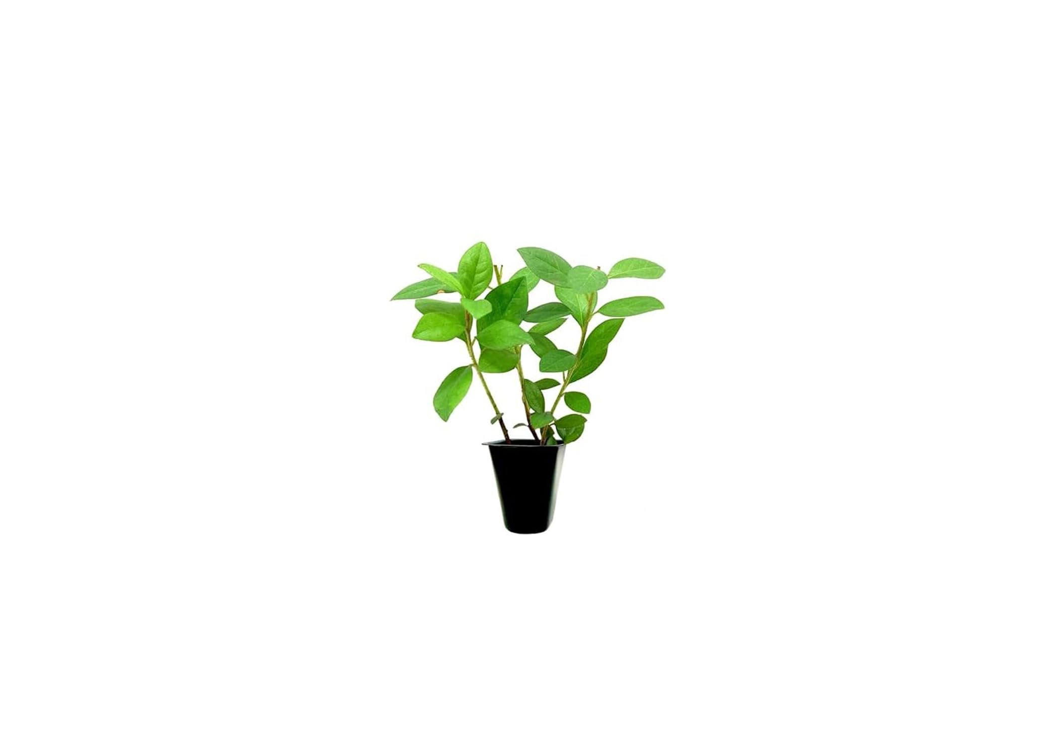 Red Formosa Azalea 40 Live Plants Rhododendron Formosa Seedlings ...