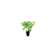 Crape Myrtle Raspberry Sundae 2 Extra Large 3 Gallon Plants Dual-Color ...