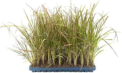 Florida Foliage Red Fountain Grass, 10 Live Plants, Ornamental ...