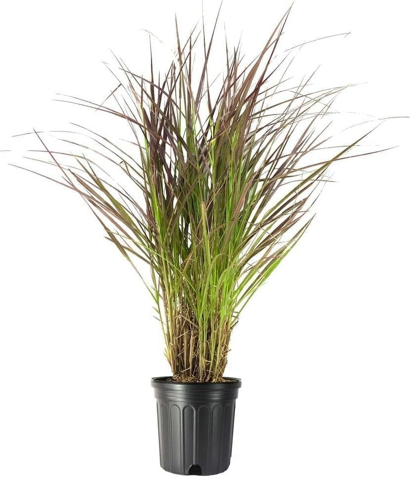 Red Fountain Grass 3 Extra Large 3 Gallon Plants Pennisetum Setaceum ...