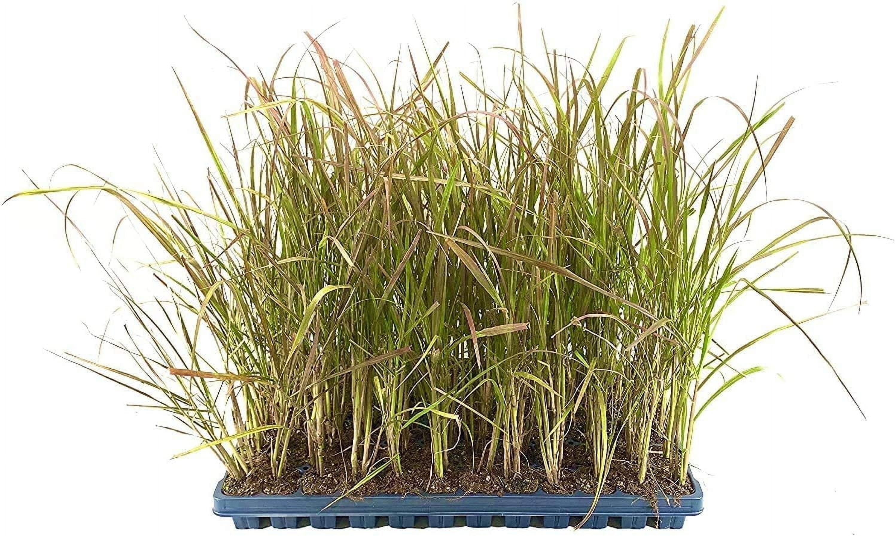 Red Fountain Grass 3 Live Plants Pennisetum Setaceum Rubrum Blooming ...