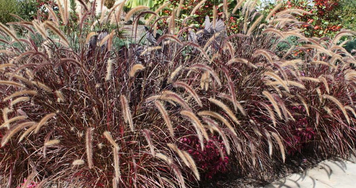 Red Fountain Grass - Pennisetum 'Rubrum' - 4" Pot - Walmart.com