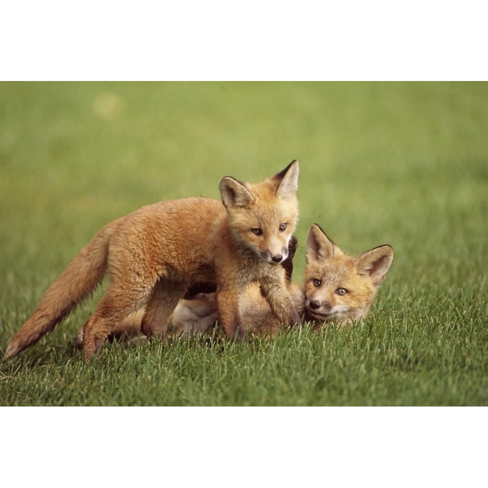 Red Fox Kits Playing Together On Golf Course On Elmendorf Airforce Base ...
