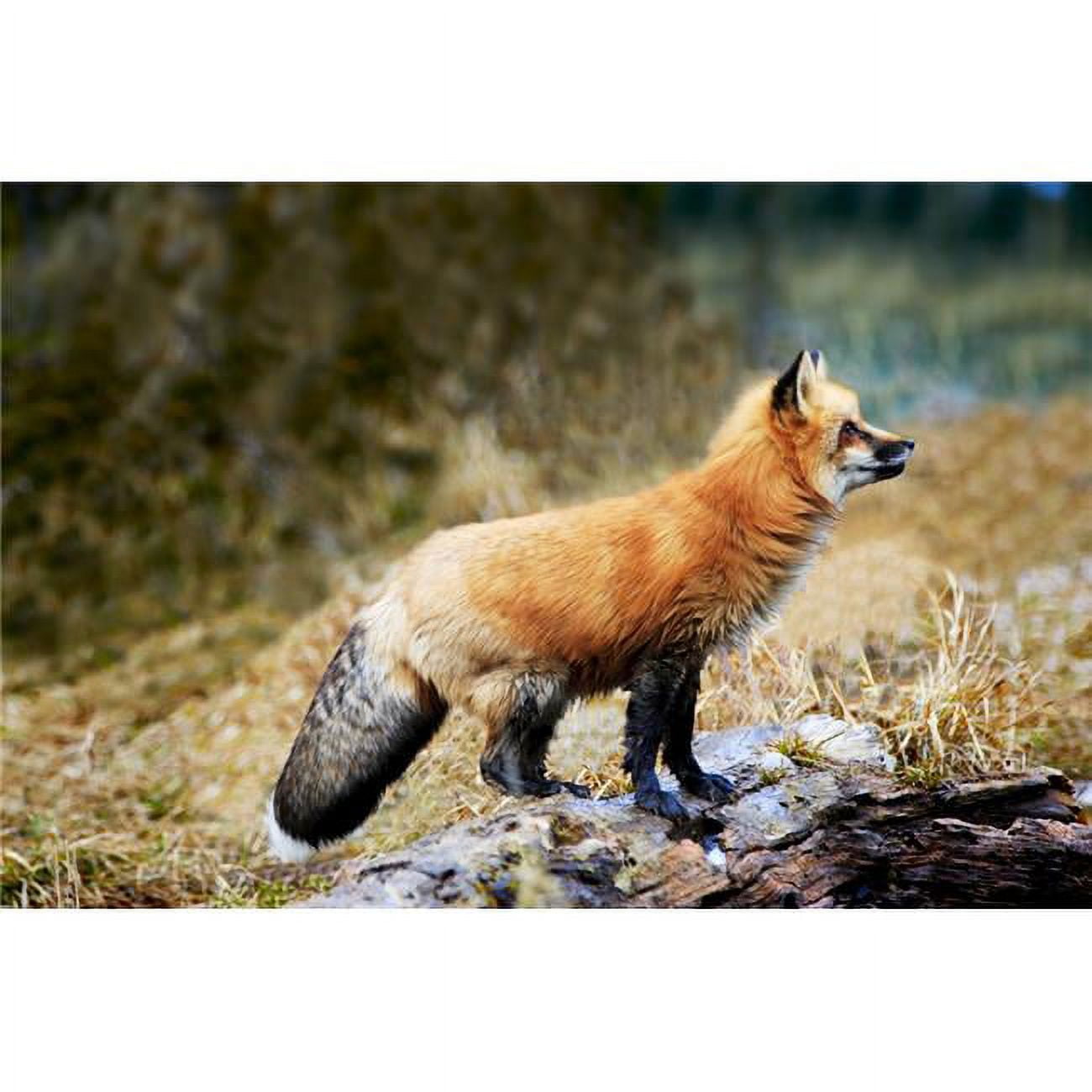 Red Fox On Rocks Poster Print - Walmart.com