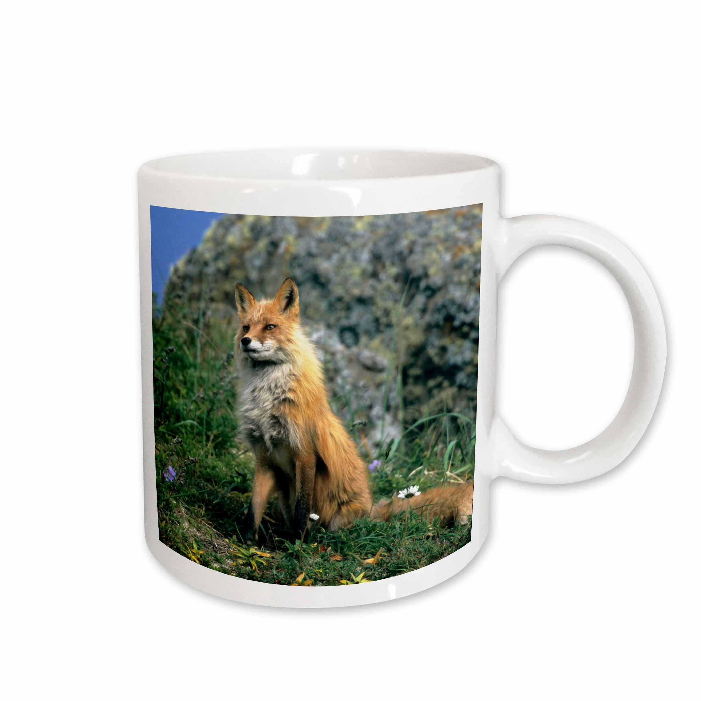 3drose, Red Fox, Round Island Sanctuary, Alaska - Us02 Ksc0055 - Kevin ...