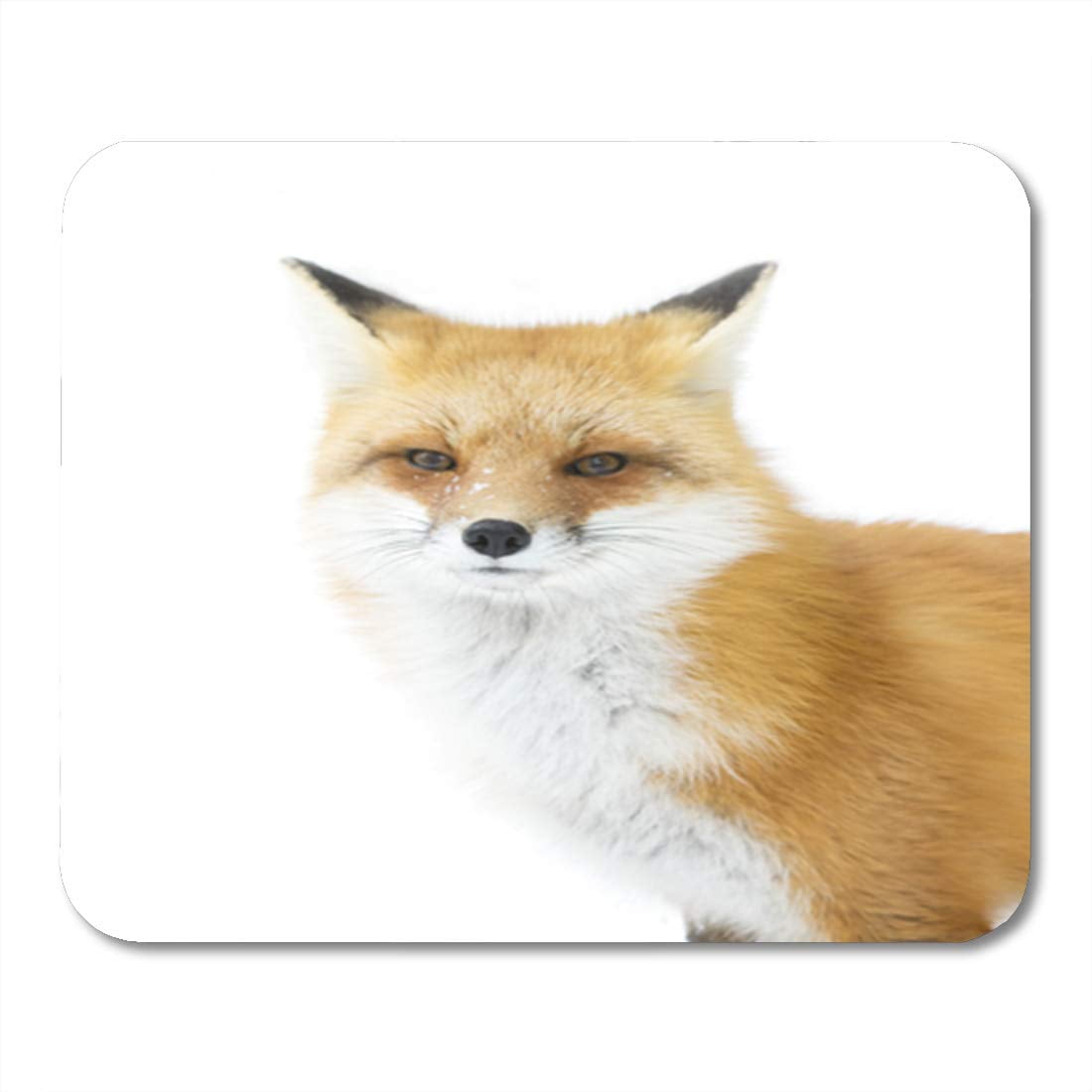 Red Fox Vulpes Bushy Tail Hunting Through The Freshly Mousepad Mouse ...