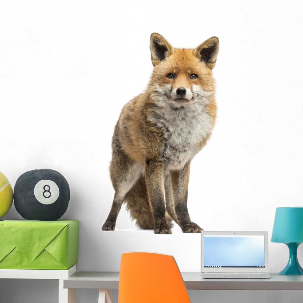 Red Fox Vulpes Vulpes Wall Decal by Wallmonkeys Peel and Stick Graphic ...