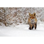 Homing Pigeon in Studio, Animals Unframed Photographic Print Wall Art ...