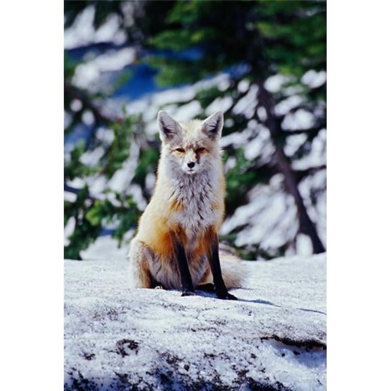 Red Fox on Snow Bank Mt Rainier National Park Washington Poster Print ...