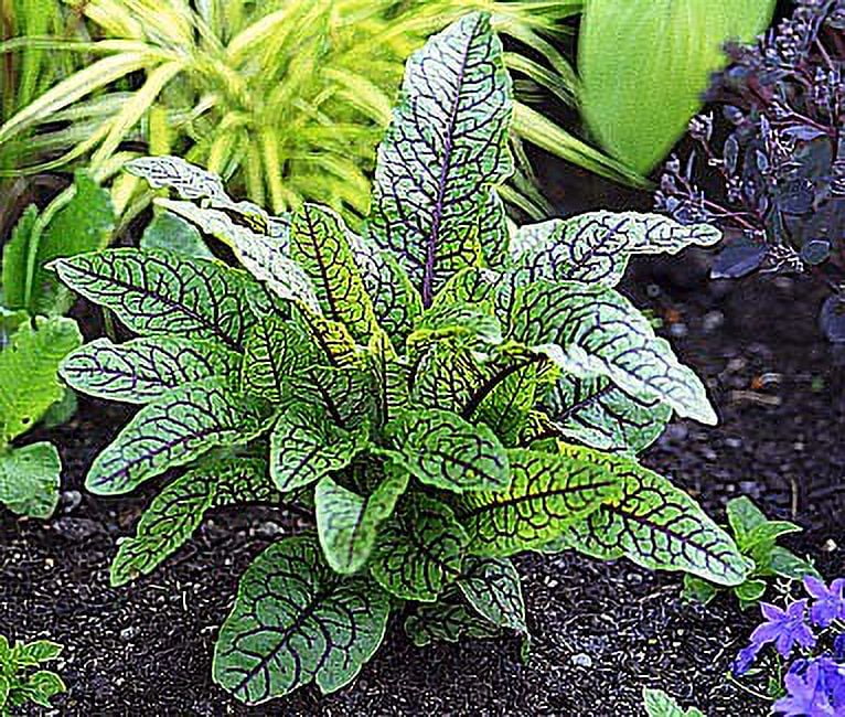 Red French Sorrel - Rumex - 3" Pot - Ornamental & Edible - Walmart.com