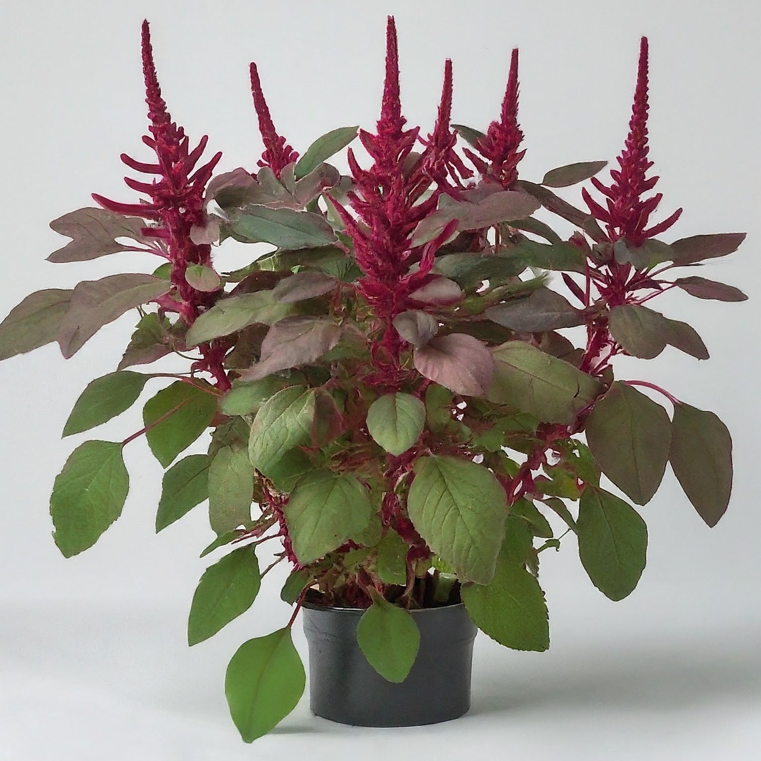 Red Garnet Amaranth Seeds - Heirloom, Non-GMO, 100 Seeds, Vibrant ...