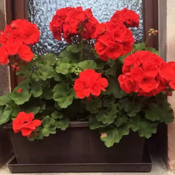 Shop Perennial Geranium Plants for Outdoor Gardens and Patios