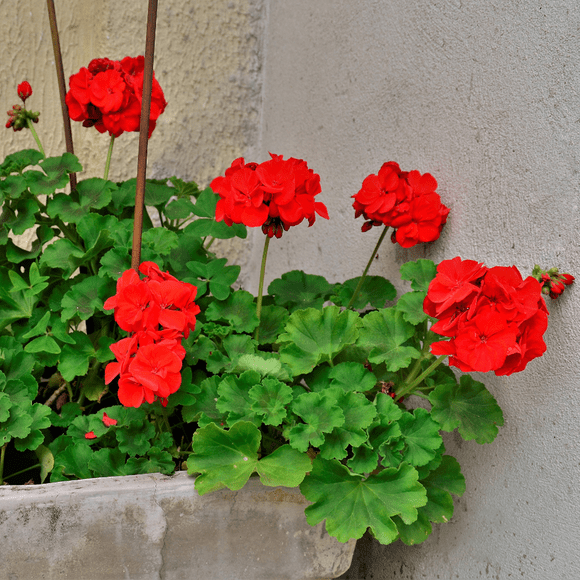 Perennial Geranium Plants