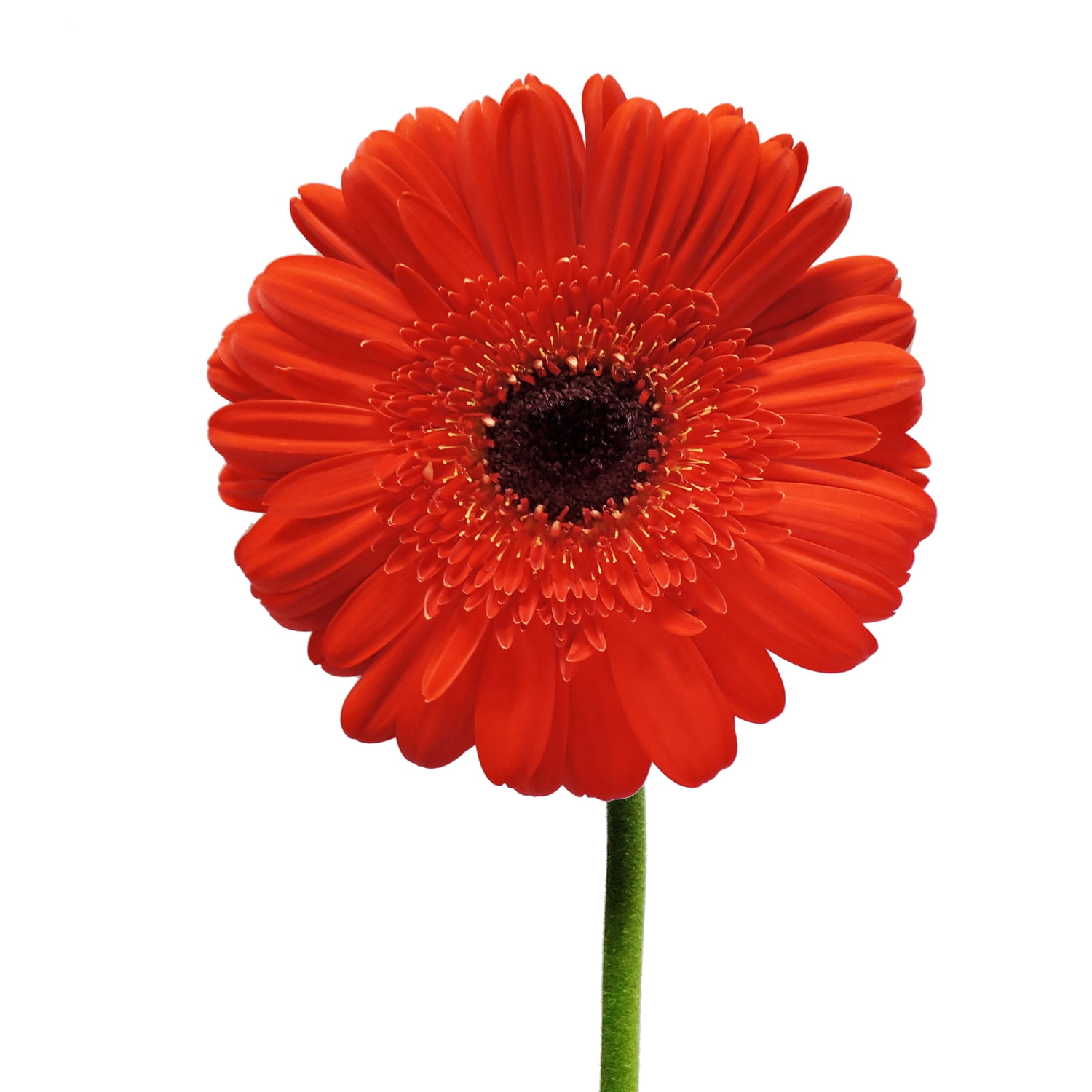 Red Gerbera Daisies 50 cm - Fresh Cut Flowers - 50 Stems - by ...