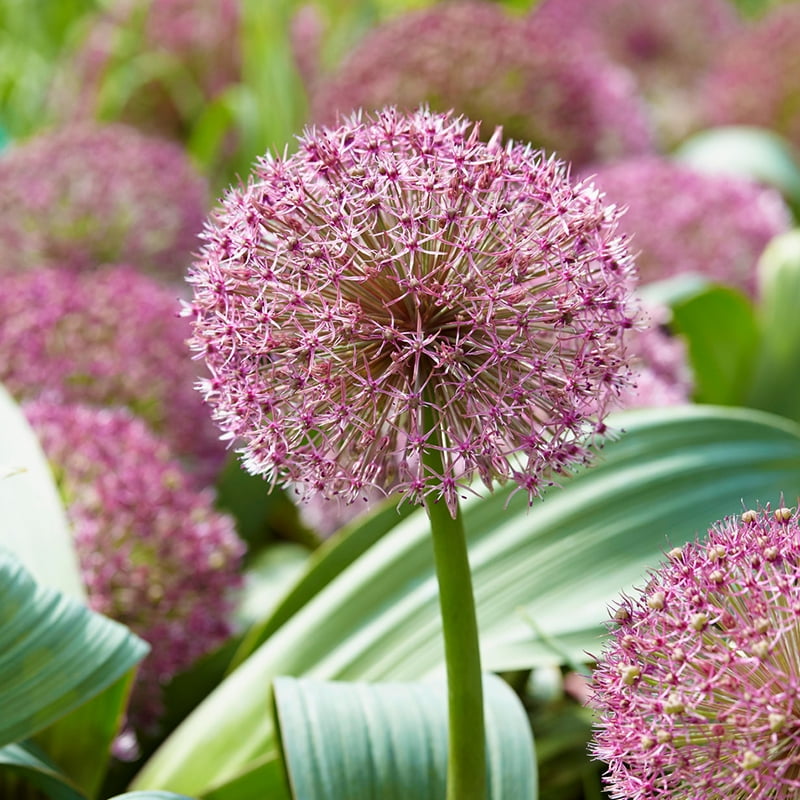Red Giant Allium Flower Bulb - Attracts Butterflies and Hummingbirds ...