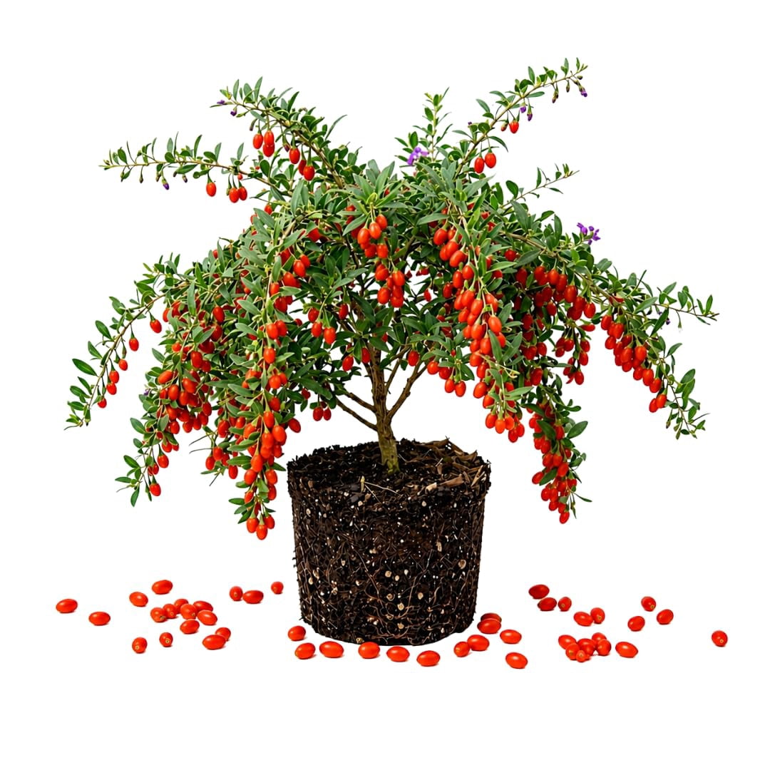 Red Goji Berry Live Plant, Goji Berry Bush, Sweet Edible Fruit, 4–6 ...