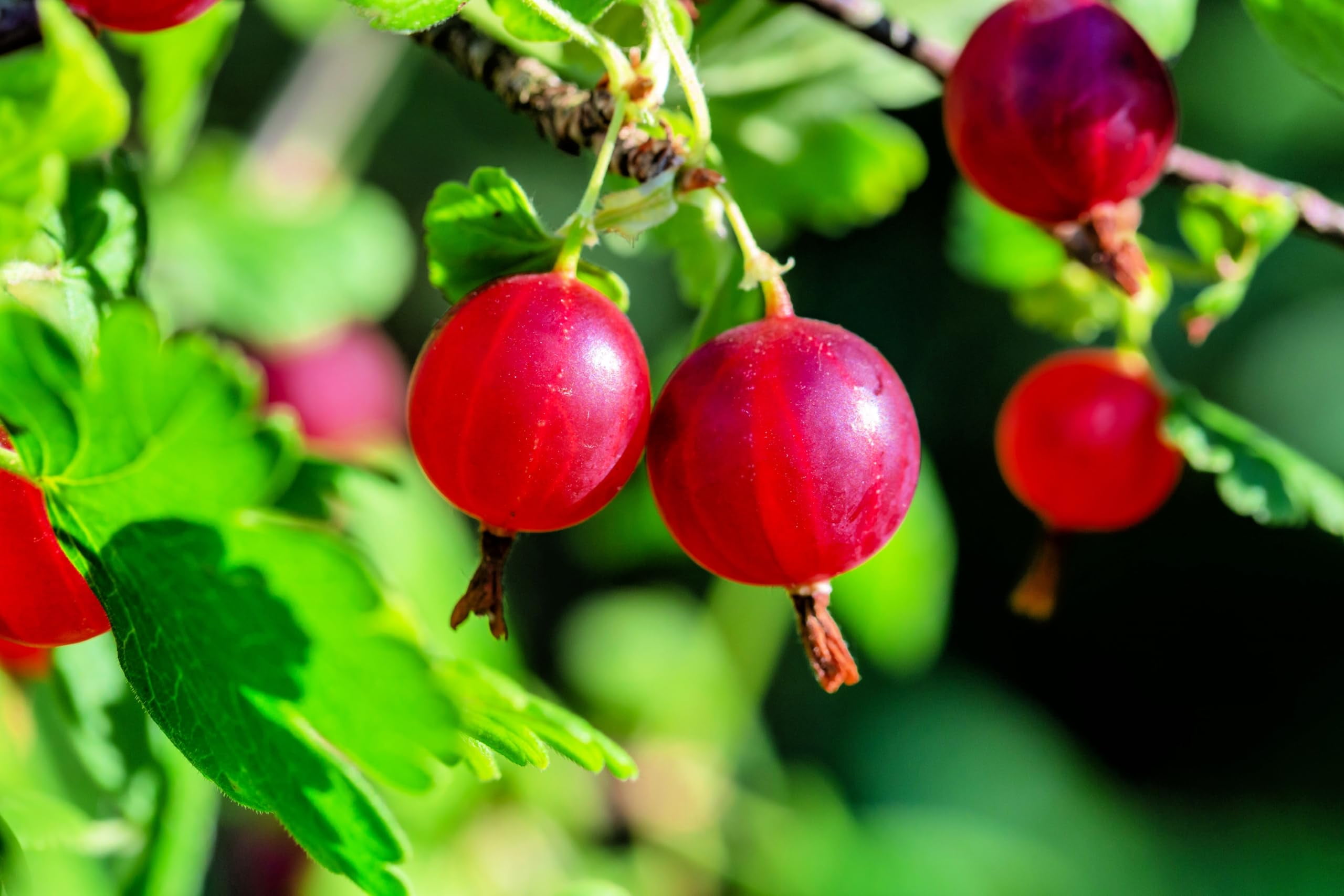 Red Gooseberry Seedlings for Planting - Grow Green Gooseberry Plants ...