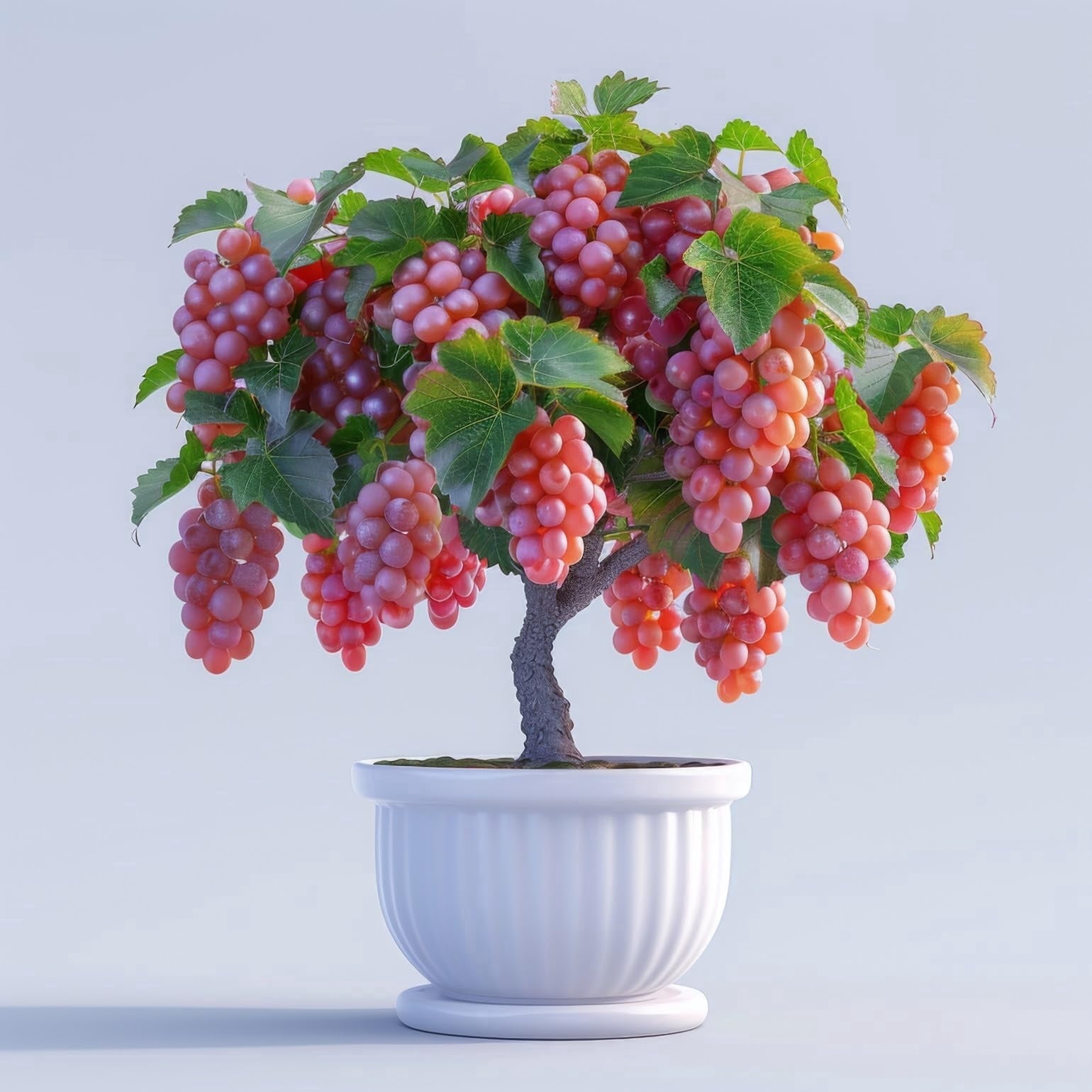Red Grape Bonsai Plants for Growing - 1 Year Seedling, Catawba Grapes ...