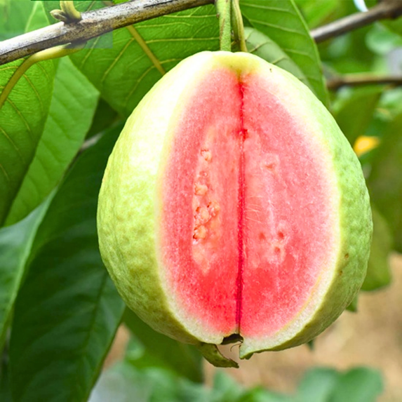 Red Guava Plant Live, Sweet Tropical Fruit Tree, Cold Hardy, 15 inches ...