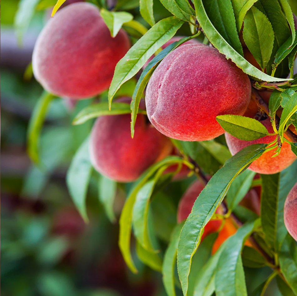 Red Haven Peach Root for Planting, 6 to 12 Inch Tall, Sweet Peach ...