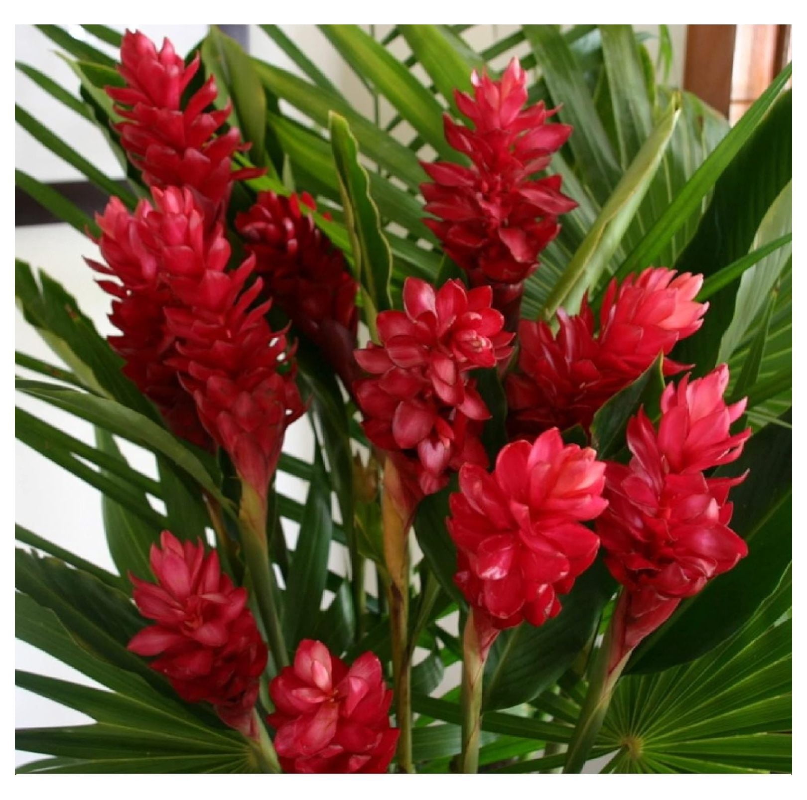 Red Hawaiian Ginger Alpinia Purpurata Roots and Plants Discount ...
