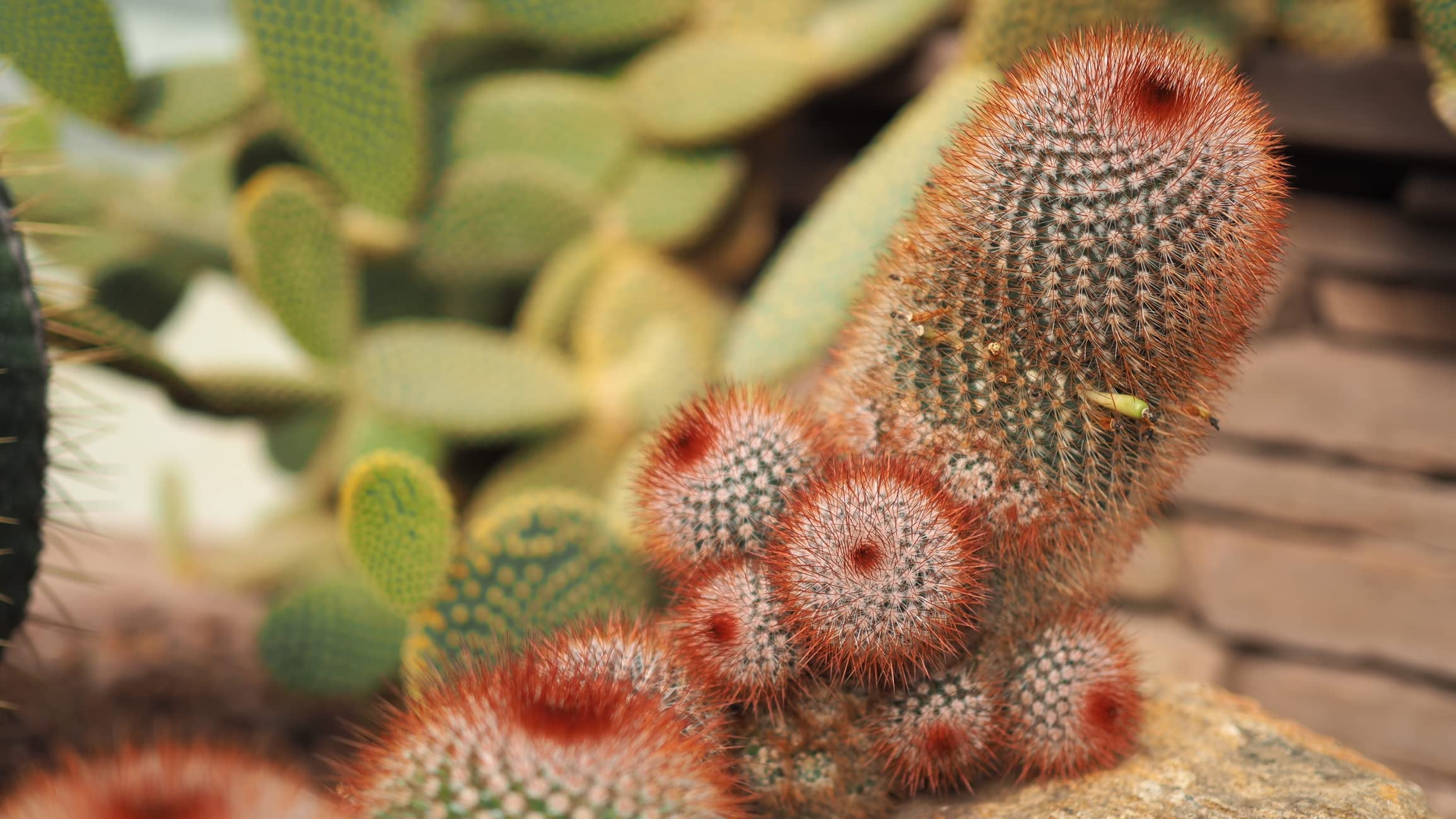 Red Headed Irishman Cactus Seeds for Planting - 25 Seeds -Mammillaria ...