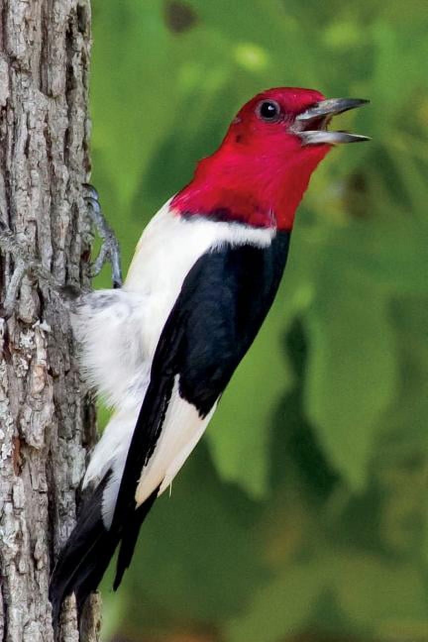 Createspace Red-Headed Woodpecker Blank Diaries and Journal, 150 Lined ...