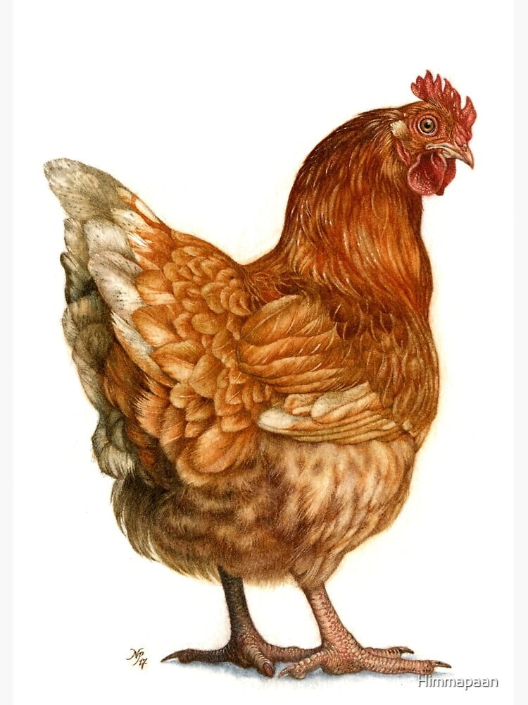 Red Hen Poster Framed-unframed - Walmart.com