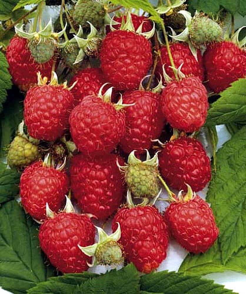 Red Heritage Raspberry Plant - 4 Gallon Pot - Walmart.com