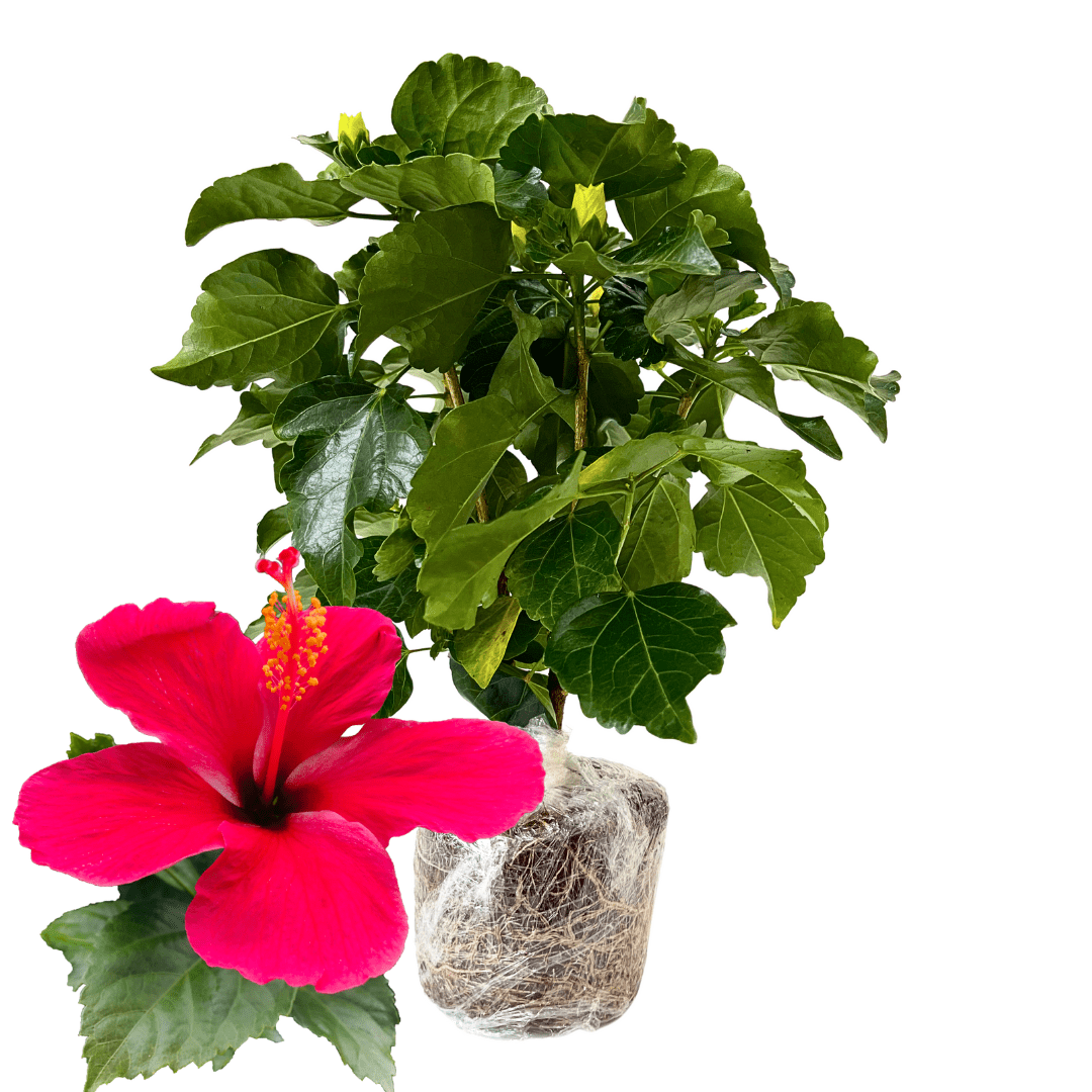 Red Hibiscus Plant Live, Tropical Hibiscus Plant Live, 7 to 10 Inch ...