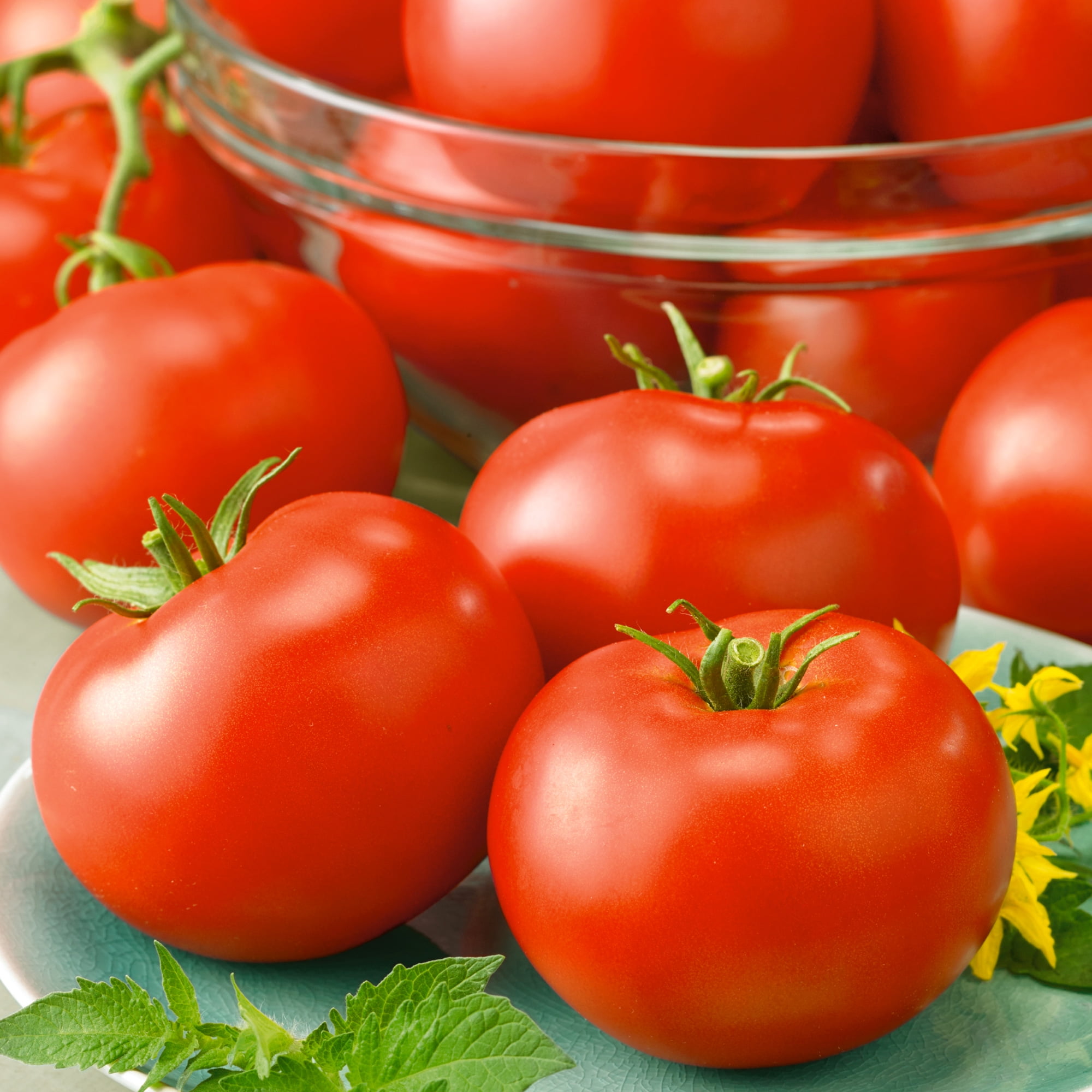 Red Horizon Tomato Seeds - 0.25 Oz ~1700 Seeds - Non-GMO, Heirloom ...