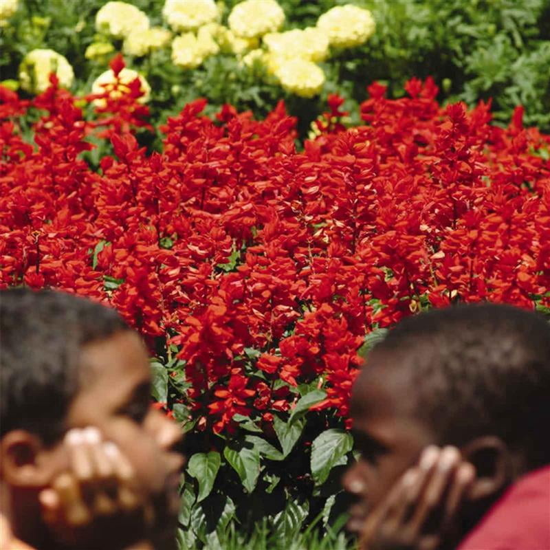 Red Hot Sally II Salvia ~50 Seeds – Scarlet Sage – Vivid Red Blooms ...