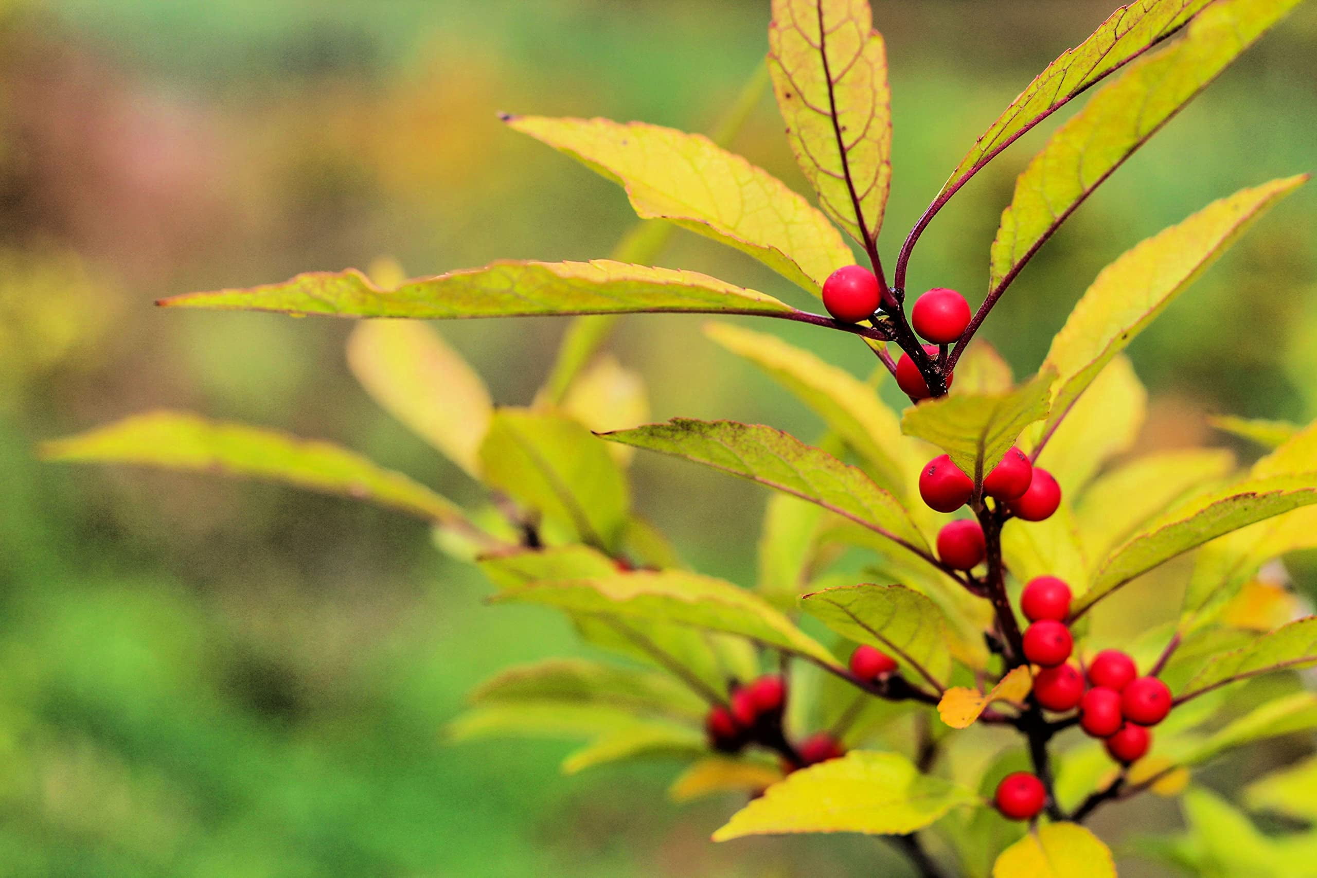 Red Huckleberry Seeds for Planting (30 Seeds) - Vaccinium parvifolium ...