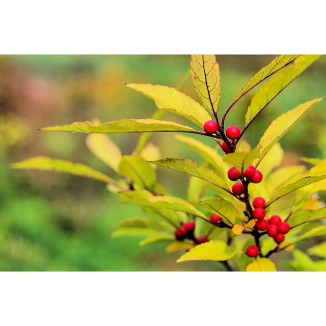 Red Huckleberry Seeds for Planting (30 Seeds) - Vaccinium parvifolium ...