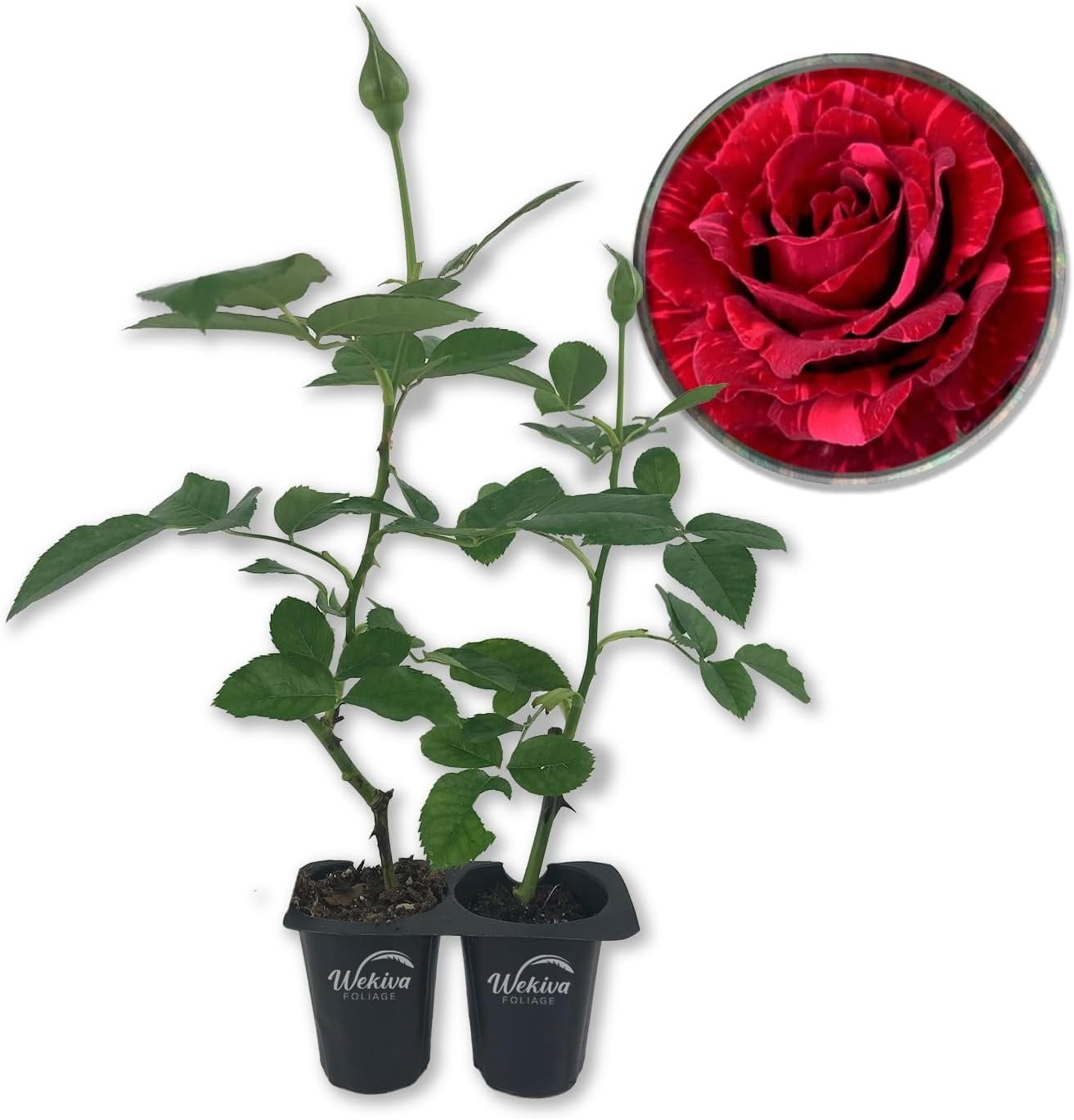 Red Intuition Rose Bush - 2 Live Starter Plants in 2 Inch Pots ...