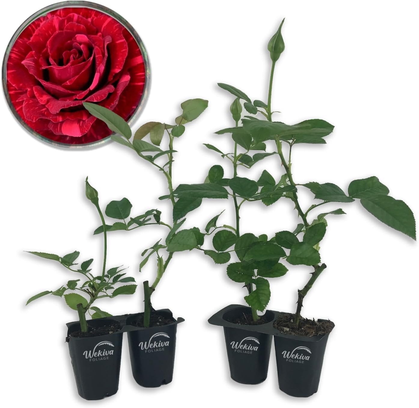 Red Intuition Rose Bush - 4 Live Starter Plants in 2 Inch Pots ...