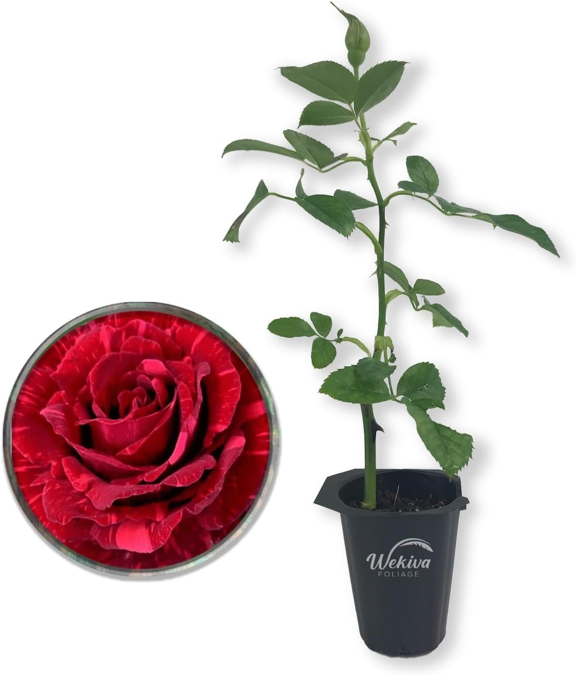 Red Intuition Rose Bush - Live Starter Plant in a 2 Inch Pot ...