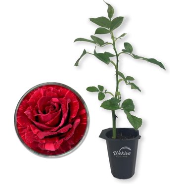 Baccara Rose Bush - Live Starter Plant in a 2 Inch Pot - Beautifully ...