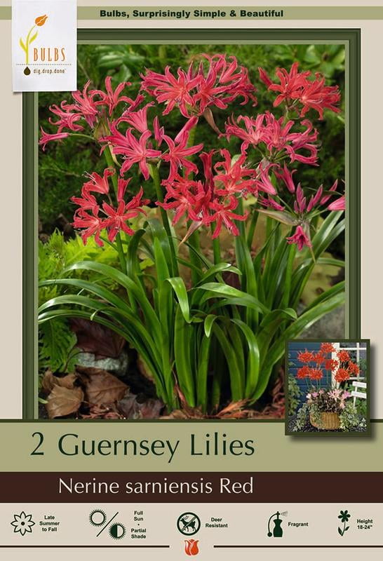Red Japanese Spider Lily - Nerine sarsiensis - 2 Bulbs 14/+cm - Walmart.com
